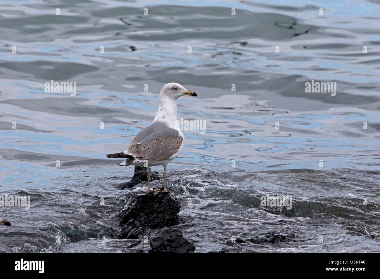 Yellow-legged Gull (Larus michahellis atlantis Stock Photo - Alamy
