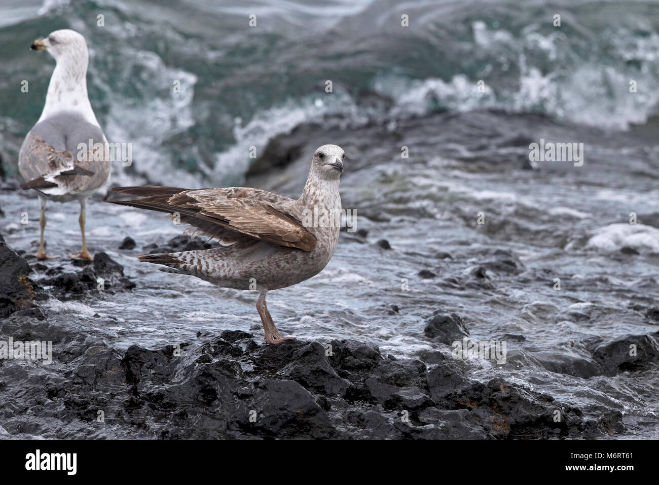 Yellow-legged Gull (Larus michahellis atlantis Stock Photo - Alamy