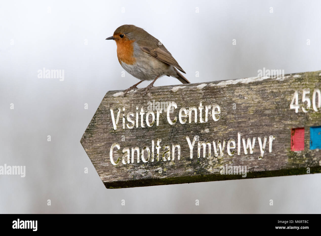 Robin perched on a direction sign Stock Photo - Alamy