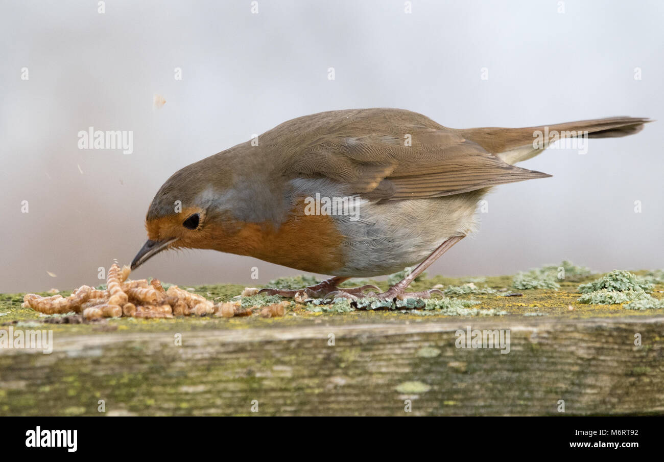 European Robin eating Mealworms Stock Photo - Alamy