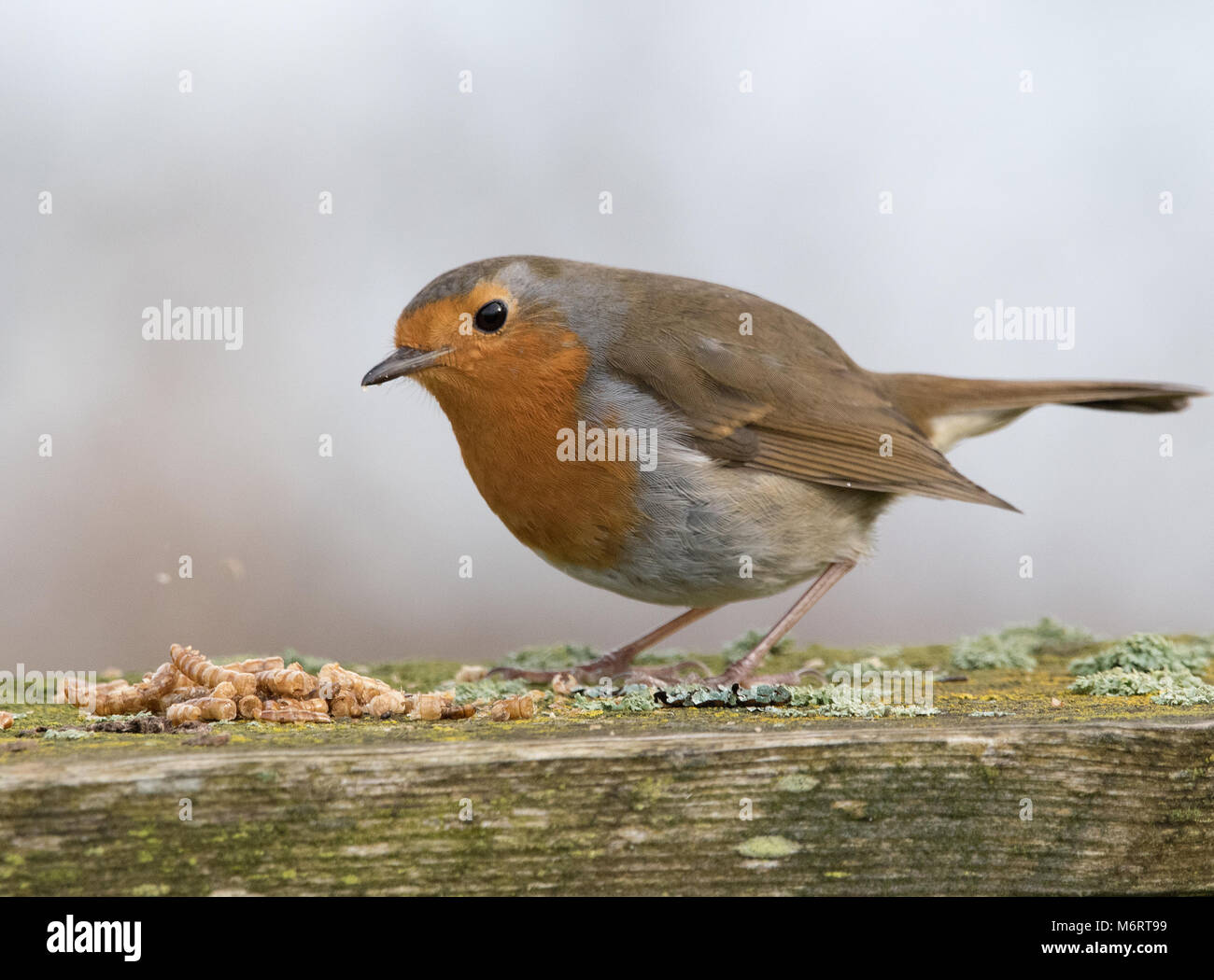 European Robin eating Mealworms Stock Photo - Alamy