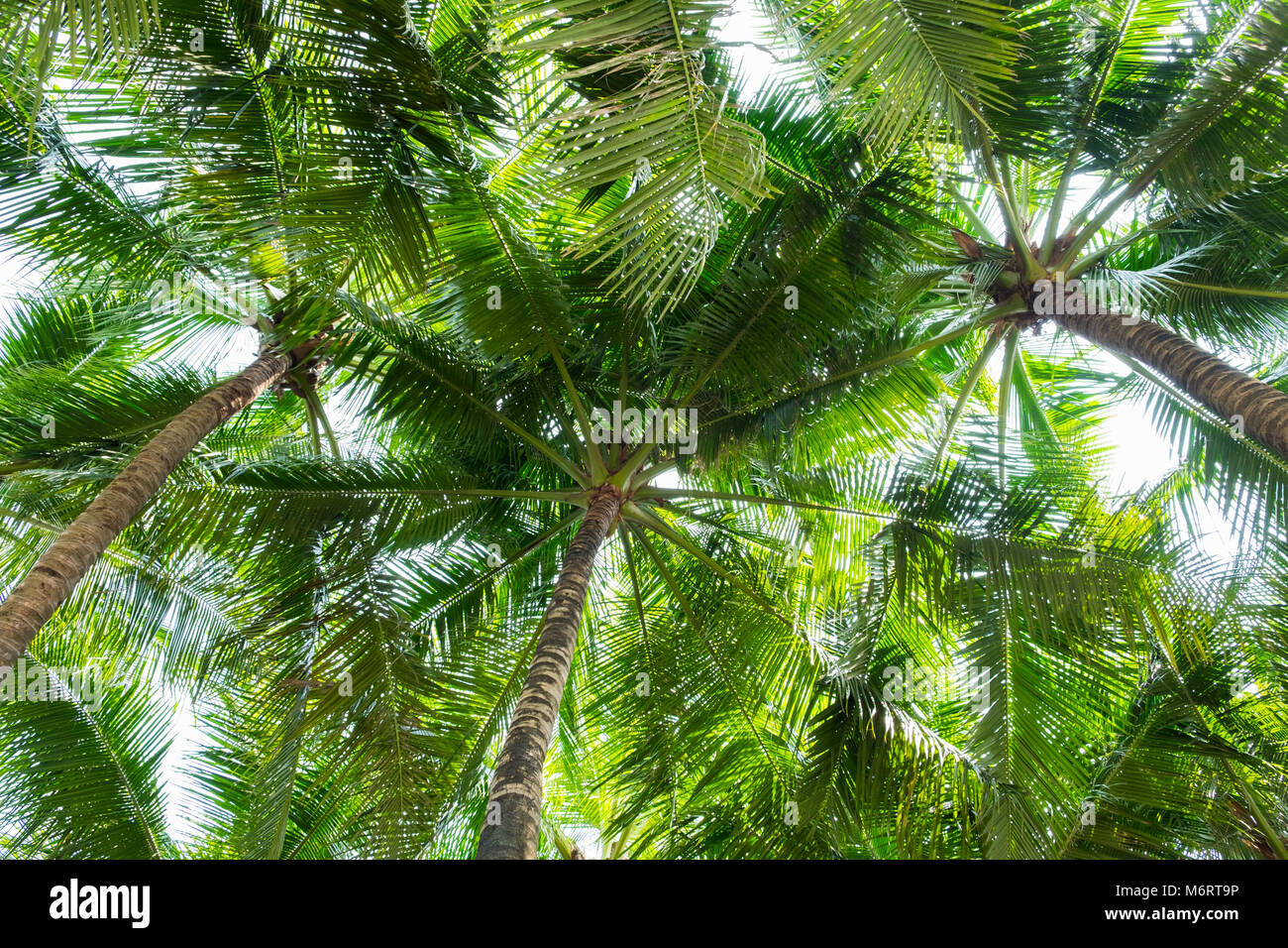 Coconut trees bottom top view hi-res stock photography and images - Alamy