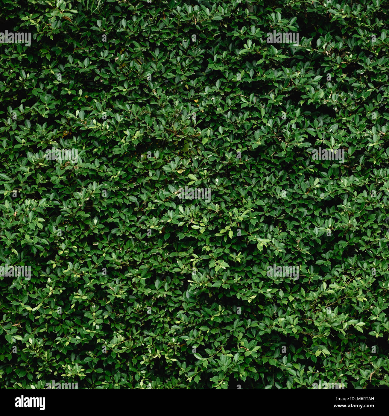 Beautiful Green leaf wall and background Stock Photo - Alamy