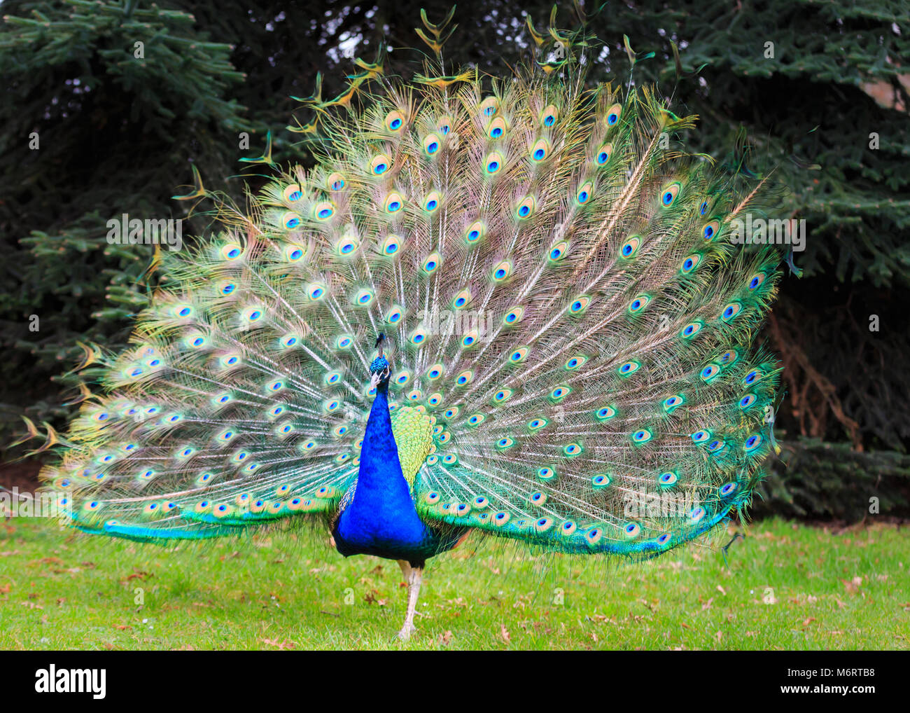 Peacock, male blue peafowl (pavo cristatus) full display of feathers in ...