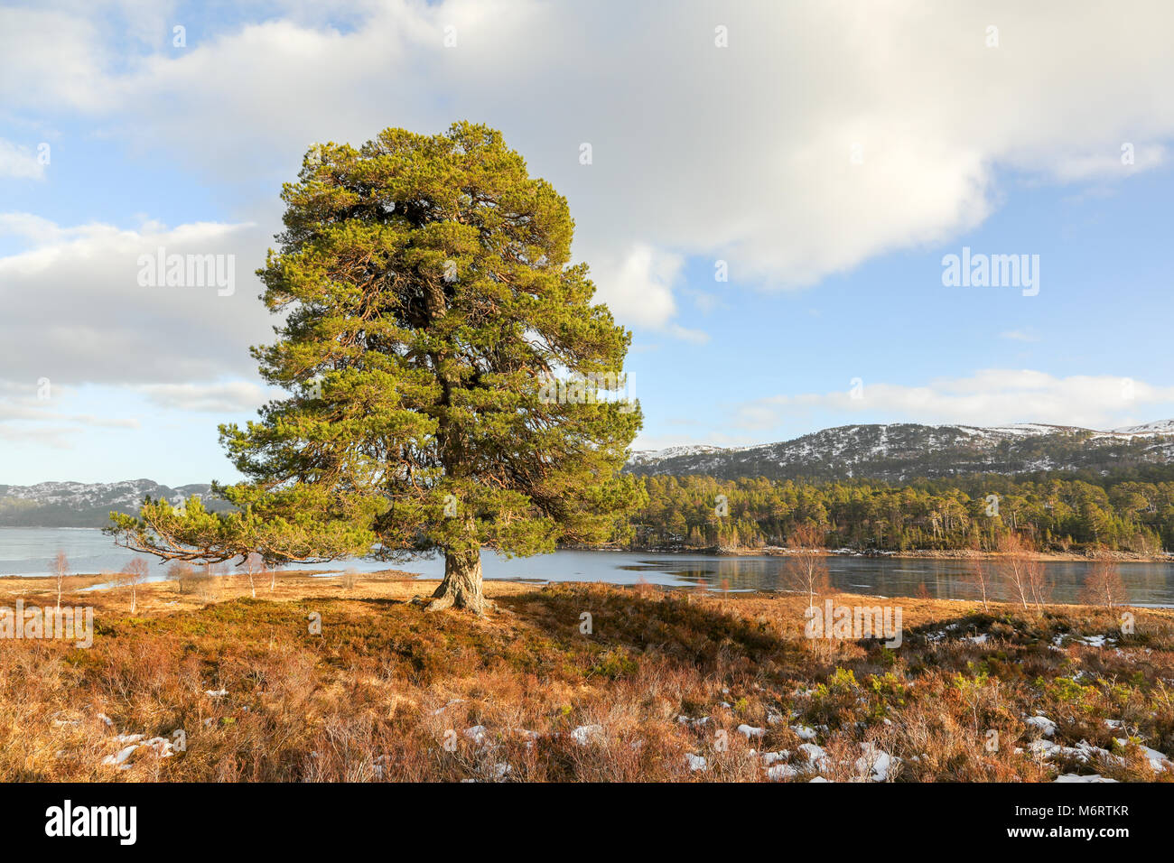 Scots Pine trees (Pinus sylvestris L.) at Glen Affric in the Scottish ...
