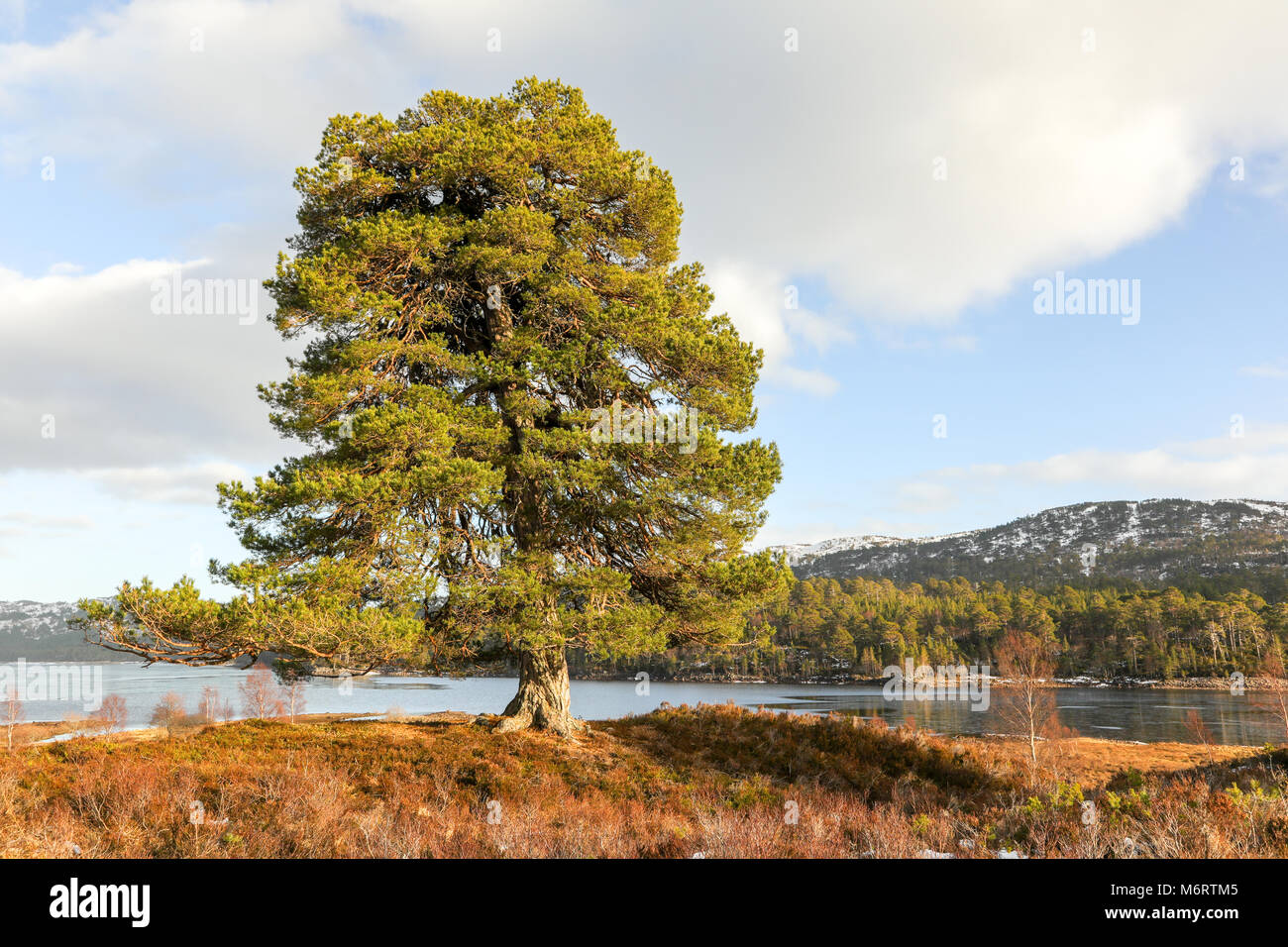 Scots Pine trees (Pinus sylvestris L.) at Glen Affric in the Scottish ...
