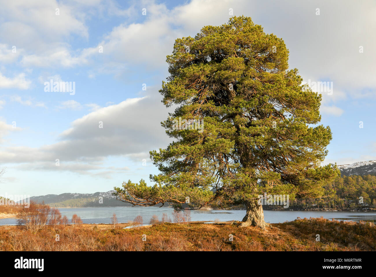 Caledonian Pine Tree In Scottish Stock Photos & Caledonian Pine Tree In ...