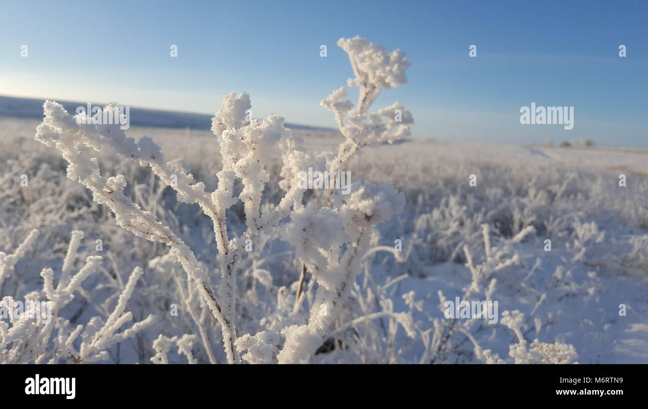 Ice crystals on grass, Winter ice and water frozen abstract natural ...