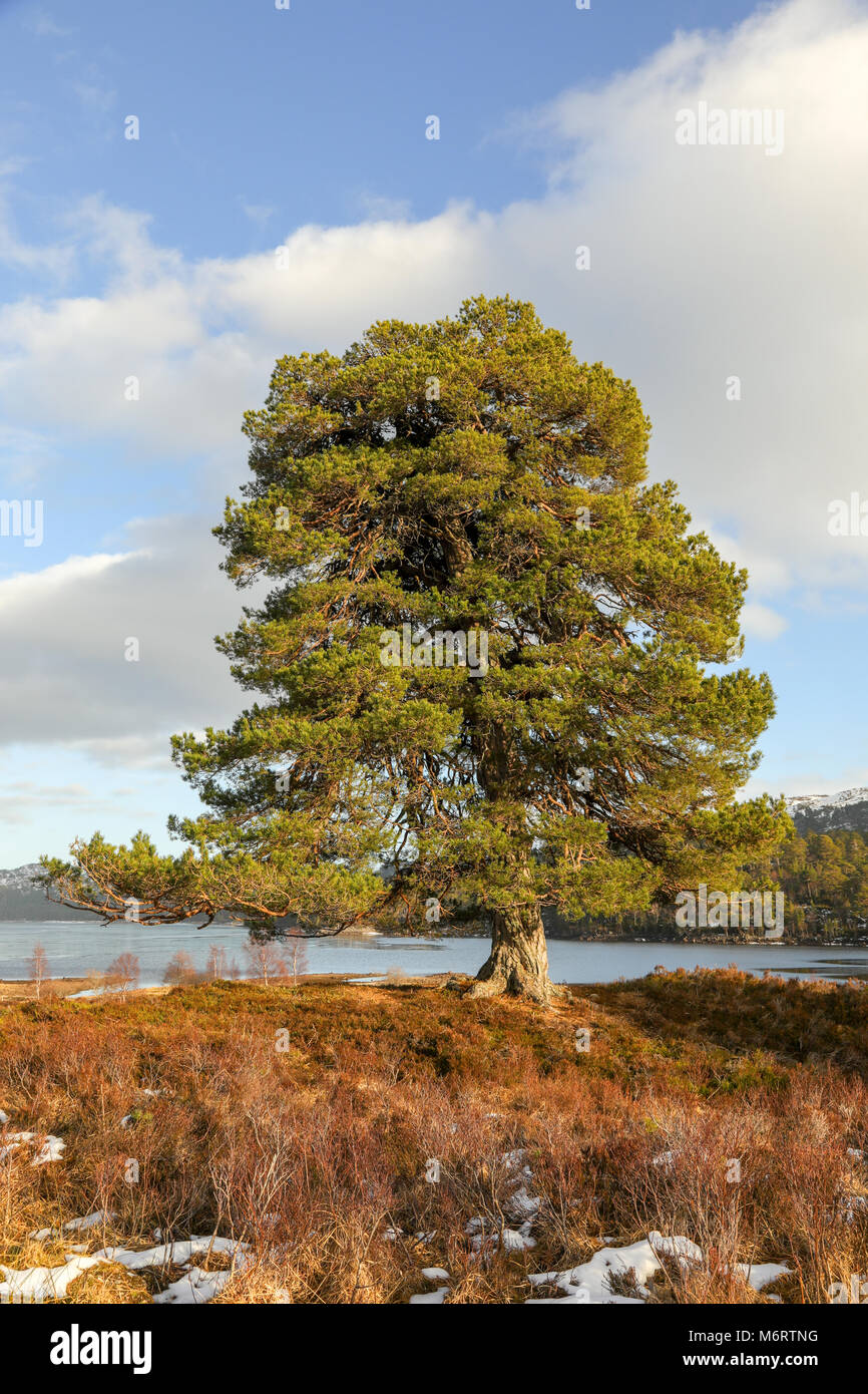 Scots Pine trees (Pinus sylvestris L.) at Glen Affric in the Scottish ...