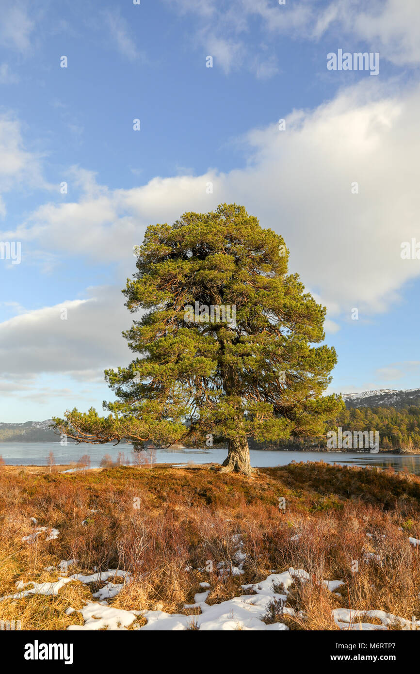 Scots Pine trees (Pinus sylvestris L.) at Glen Affric in the Scottish ...