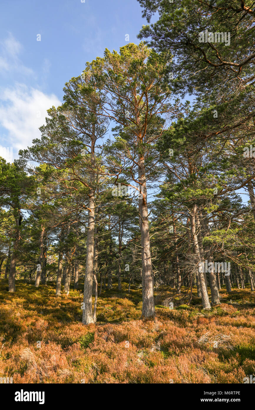Caledonian Pine Tree In Scottish Stock Photos & Caledonian Pine Tree In ...