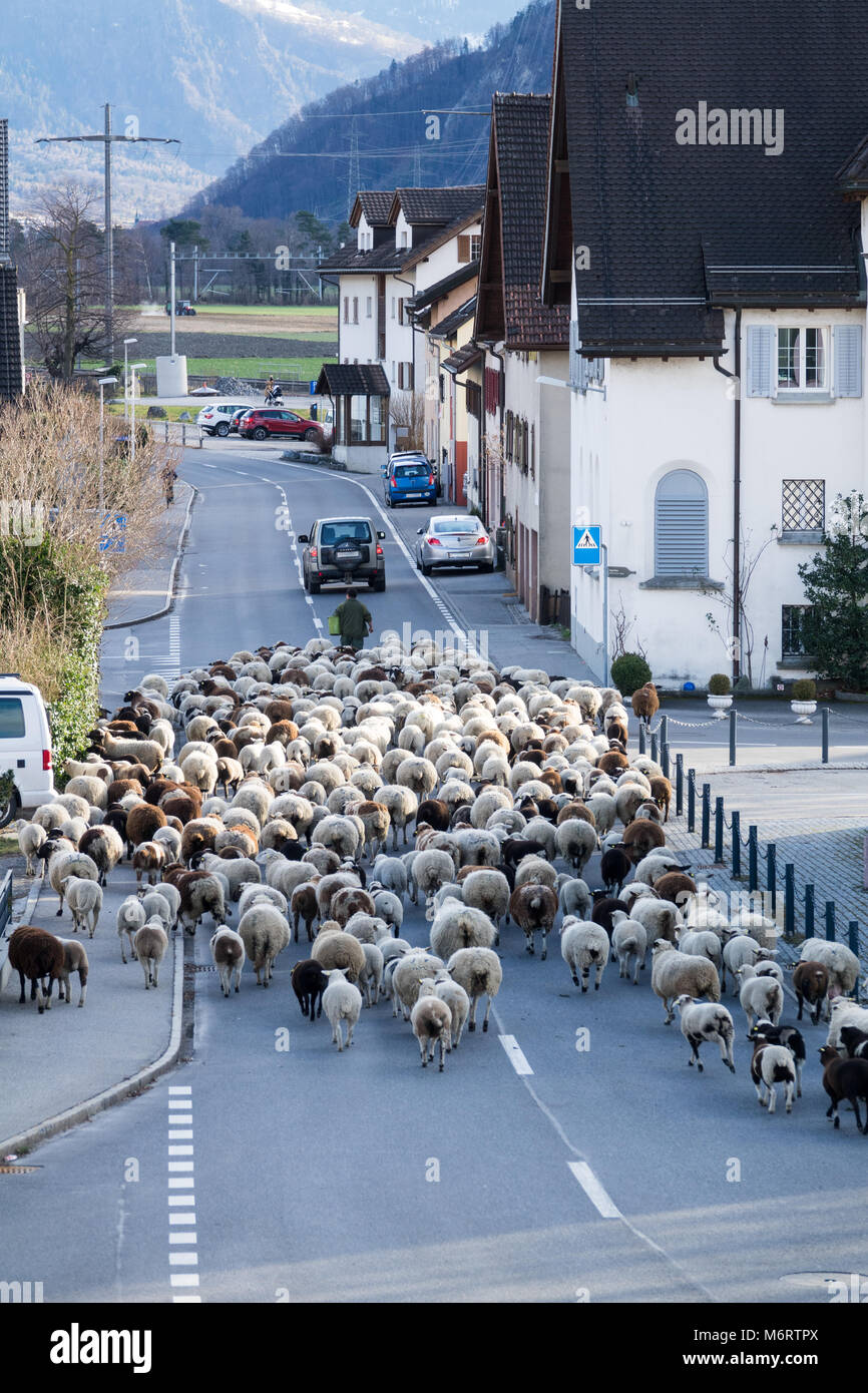 shepherd and large herd of sheep stop traffic in a small village in the ...