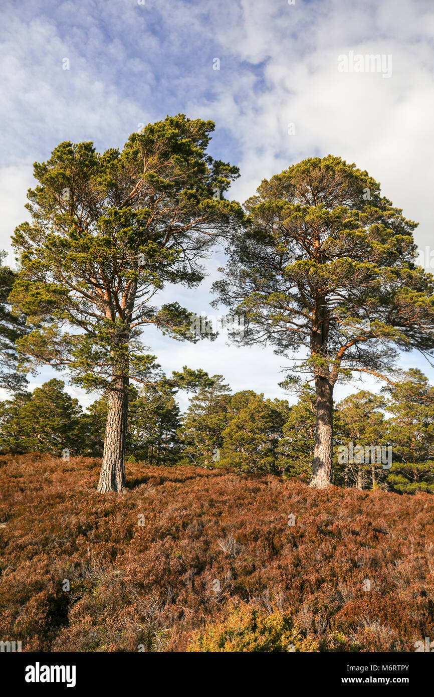 Caledonian Pine Tree In Scottish Stock Photos & Caledonian Pine Tree In ...