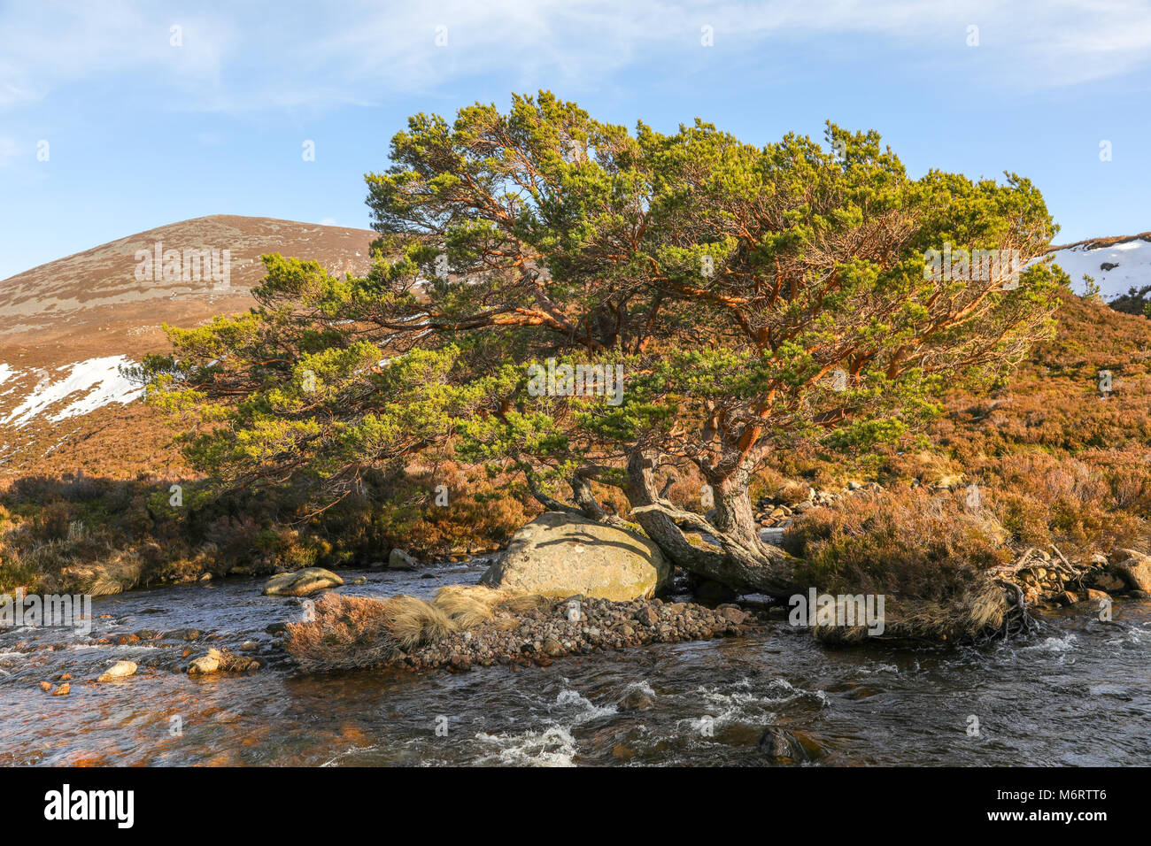 Scots Pine trees (Pinus sylvestris L.) seen at loch Eanaich near ...