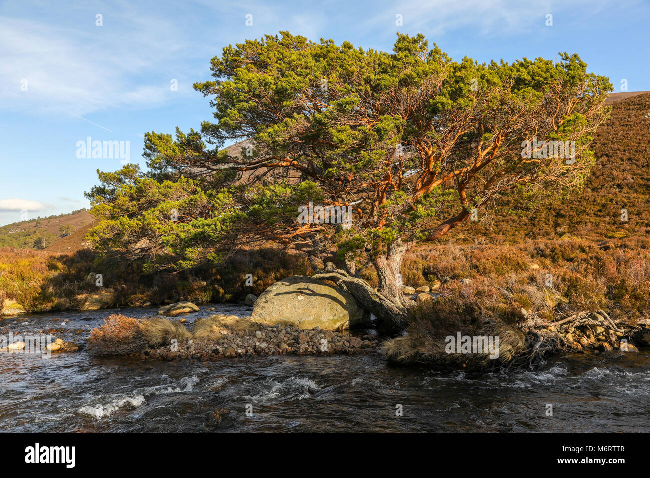Scots Pine trees (Pinus sylvestris L.) seen at loch Eanaich near ...