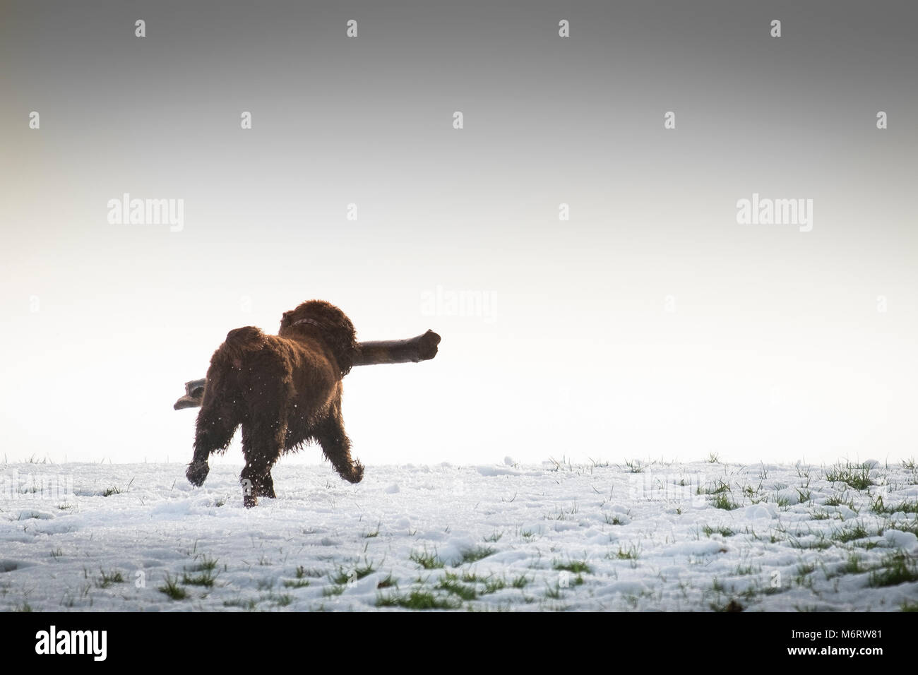 A Working Cocker Spaniel running across a snowy field carrying a stick ...