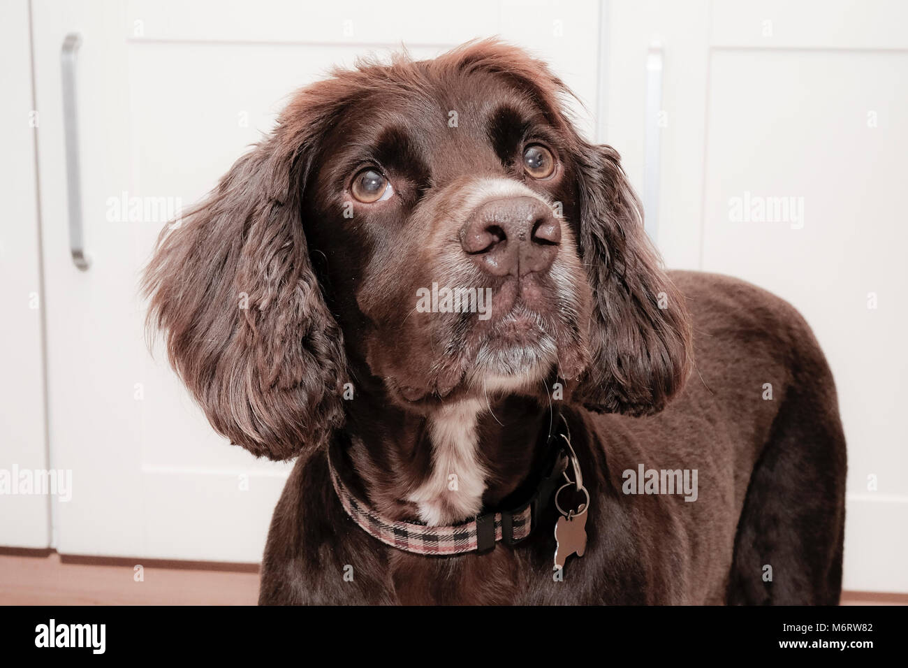 Working Cocker Spaniel portrait while standing in a kitchen waiting to ...
