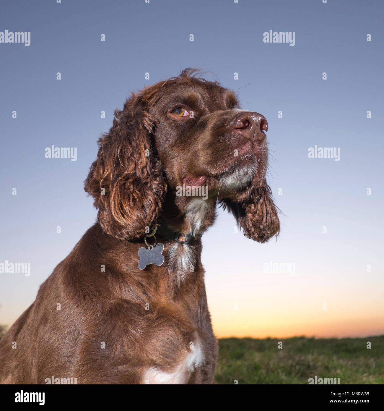 Working cocker spaniel portrait hi-res stock photography and images - Alamy