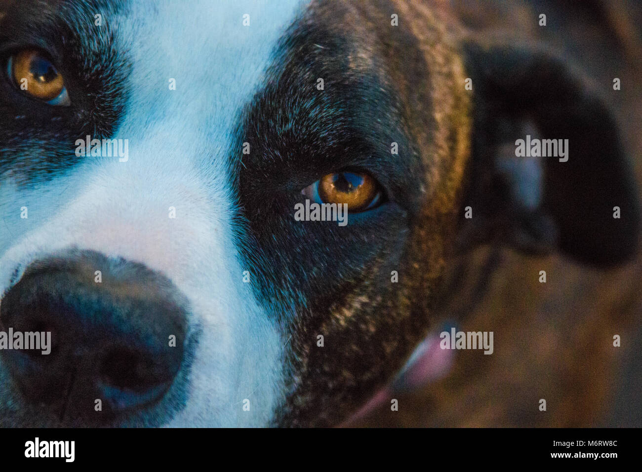 Dog looks lovingly at the camera Stock Photo - Alamy