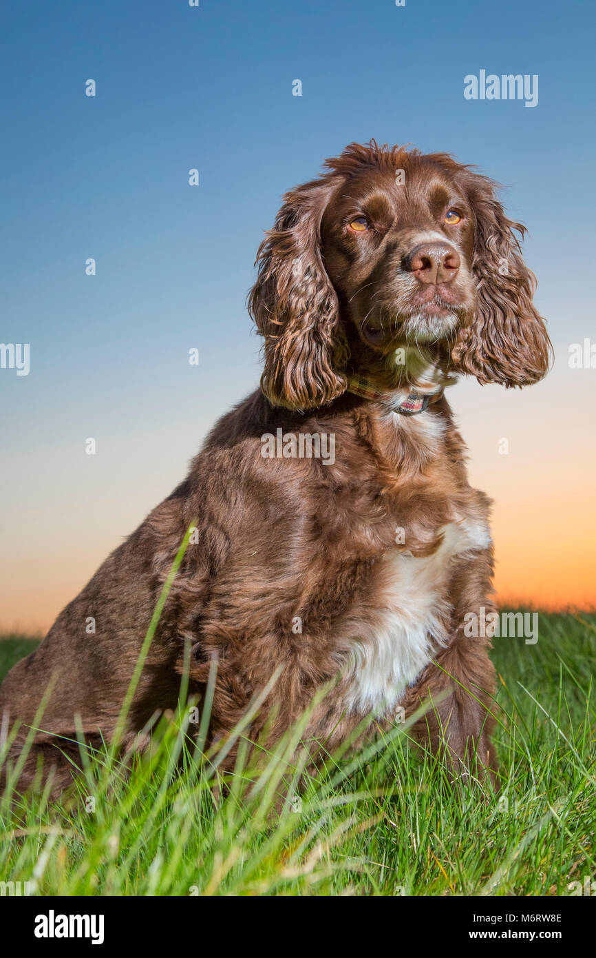 Working cocker spaniel sitting hi-res stock photography and images - Alamy