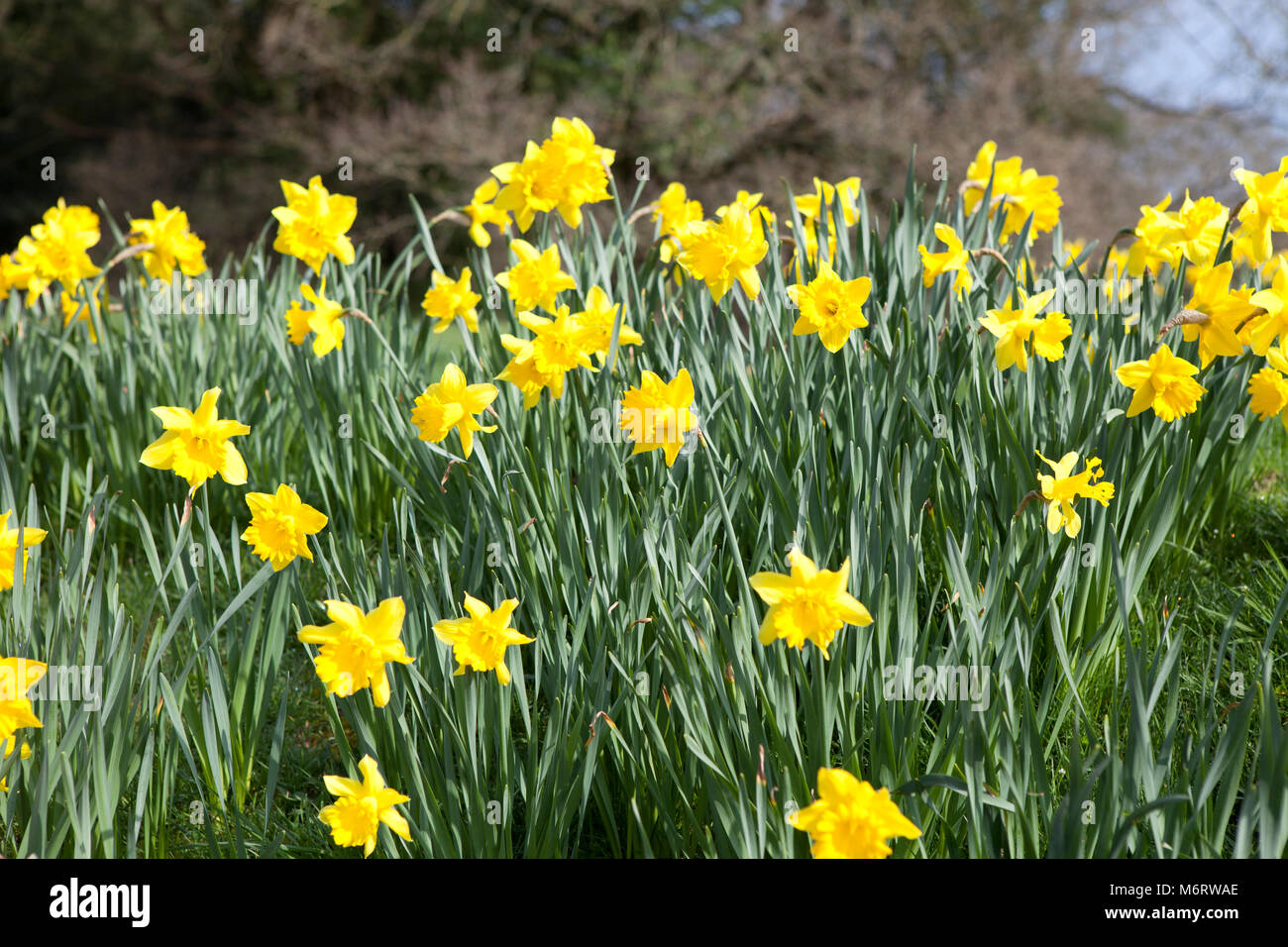Welsh flower hi-res stock photography and images - Alamy