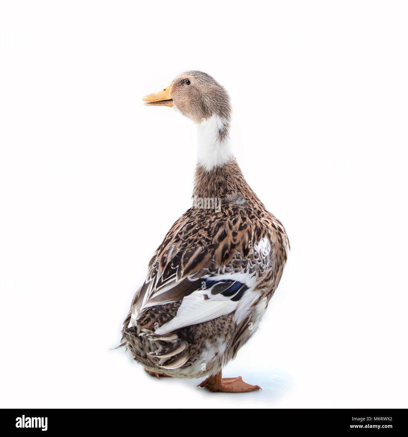 Duck on the white background Stock Photo - Alamy