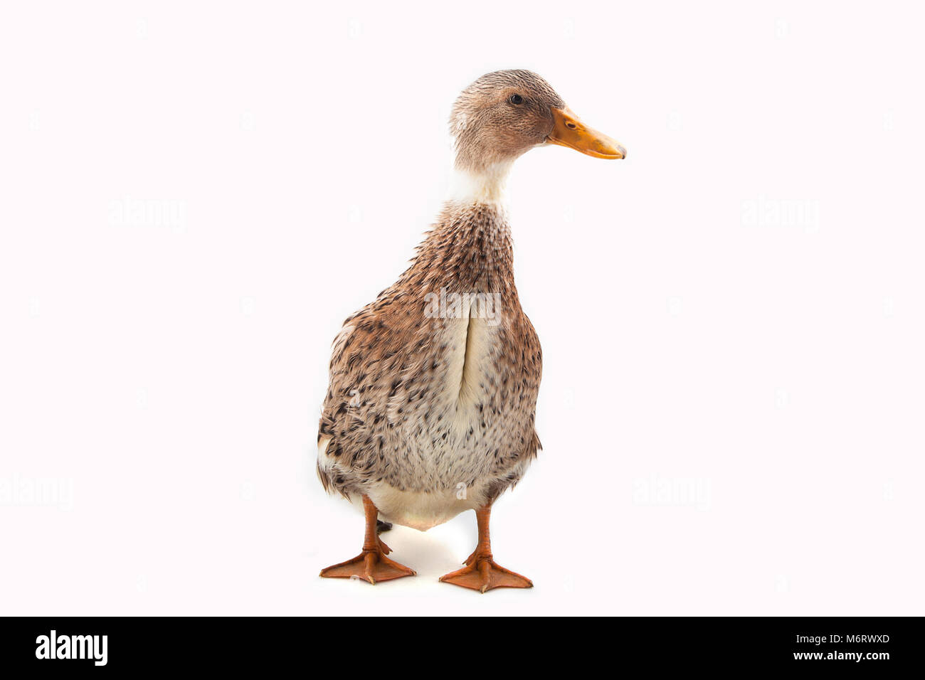 Duck on the white background Stock Photo - Alamy