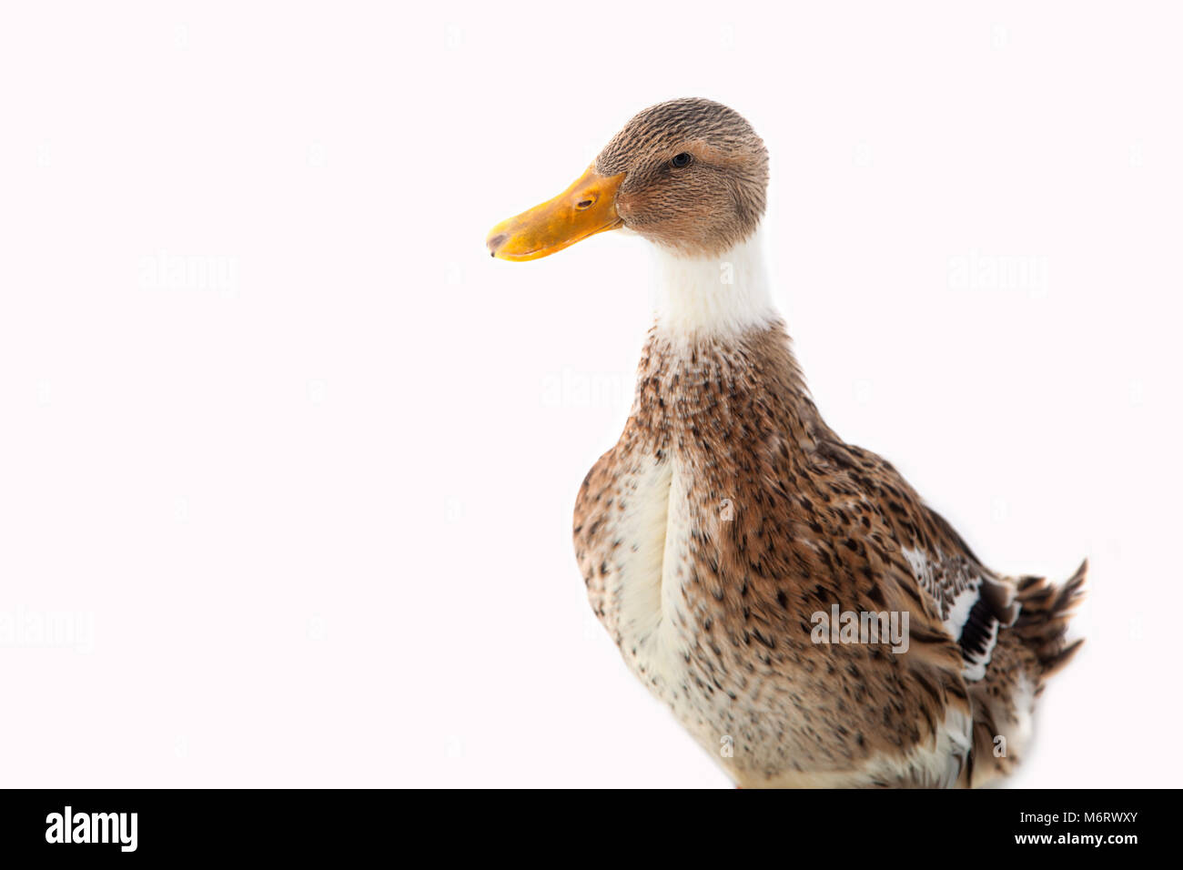 Duck on the white background Stock Photo - Alamy