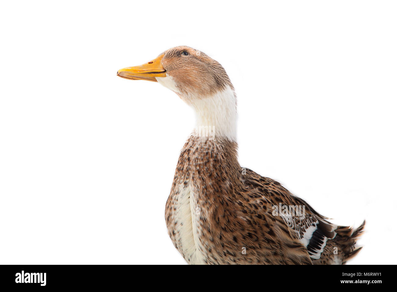 Duck on the white background Stock Photo - Alamy