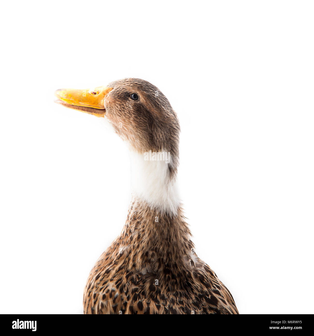 Duck on the white background Stock Photo - Alamy