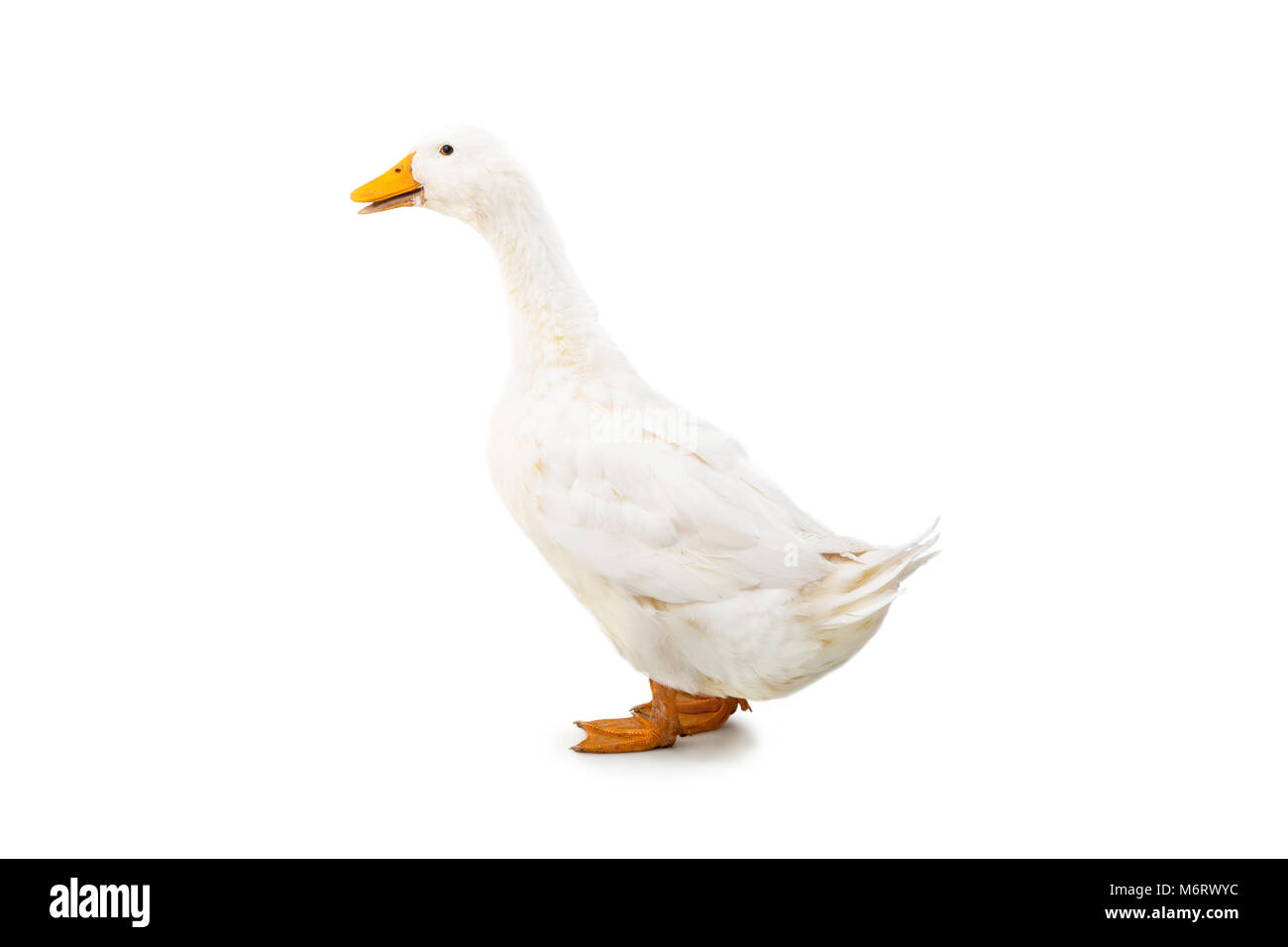 Duck on the white background Stock Photo - Alamy