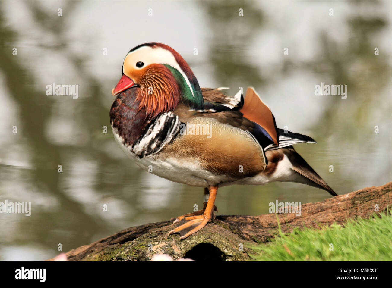A Mandarin Duck at WWT Slimbridge Stock Photo - Alamy