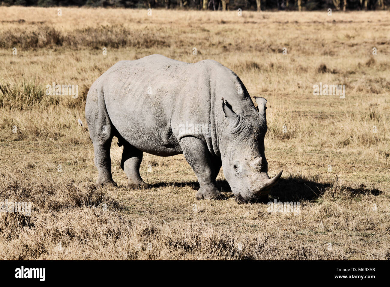 Naguru hi-res stock photography and images - Alamy