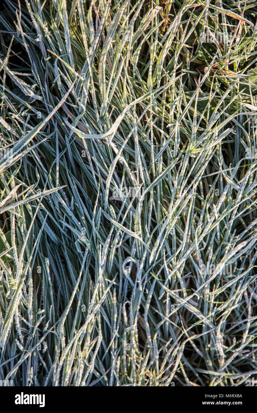 natural patterns in the frost covered grass Stock Photo - Alamy