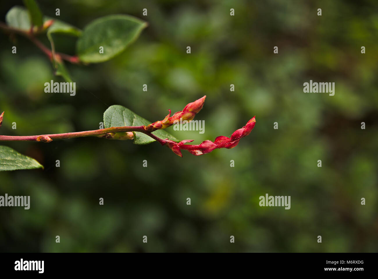 The red branch Stock Photo - Alamy