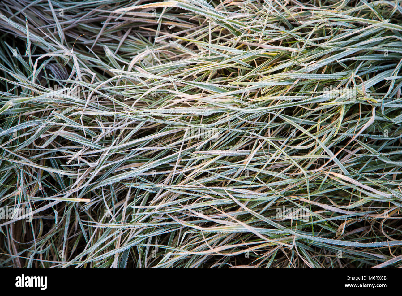 natural patterns in the frost covered grass Stock Photo - Alamy