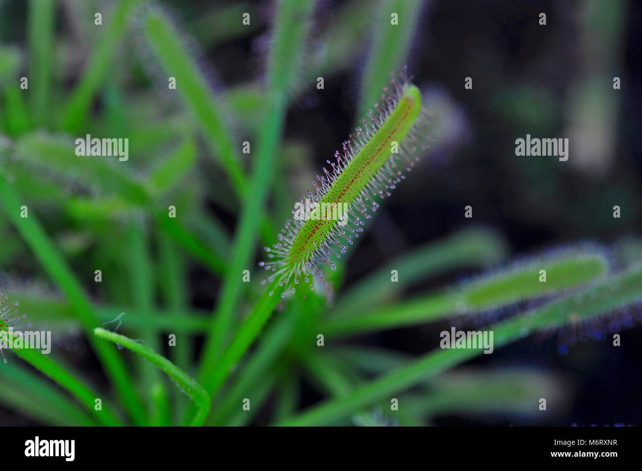Drosera Capensis. Green Carnivorous plant on botanic garden of Valencia ...