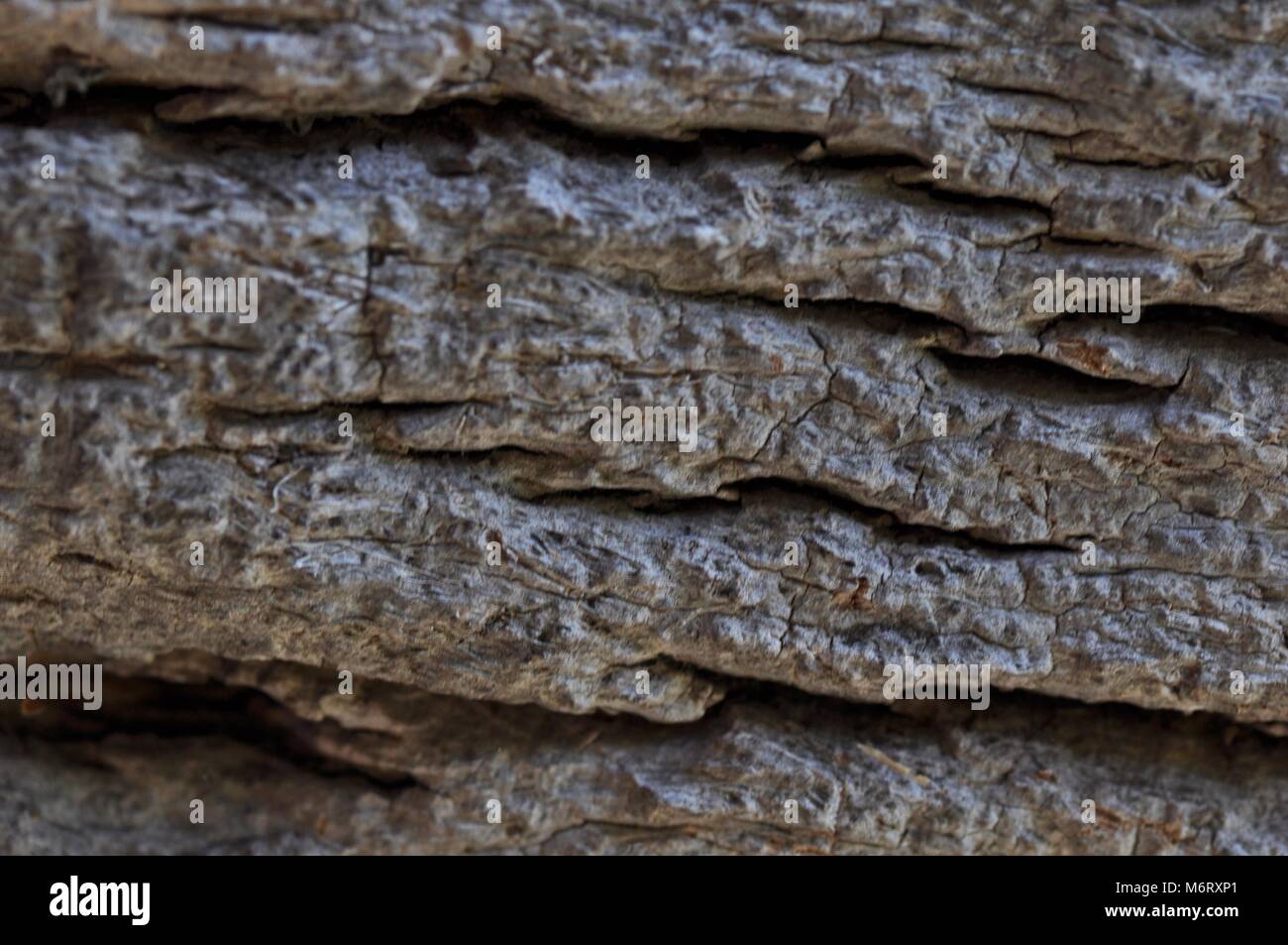 Old Wood natural tree texture Stock Photo - Alamy
