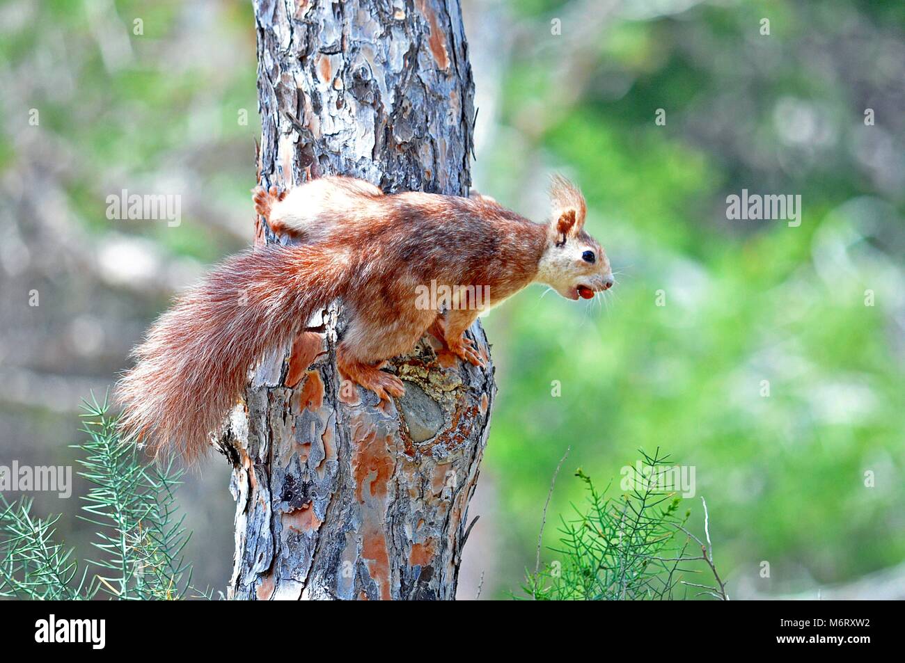 Squirrel eating a peanut on a branch tree Stock Photo - Alamy