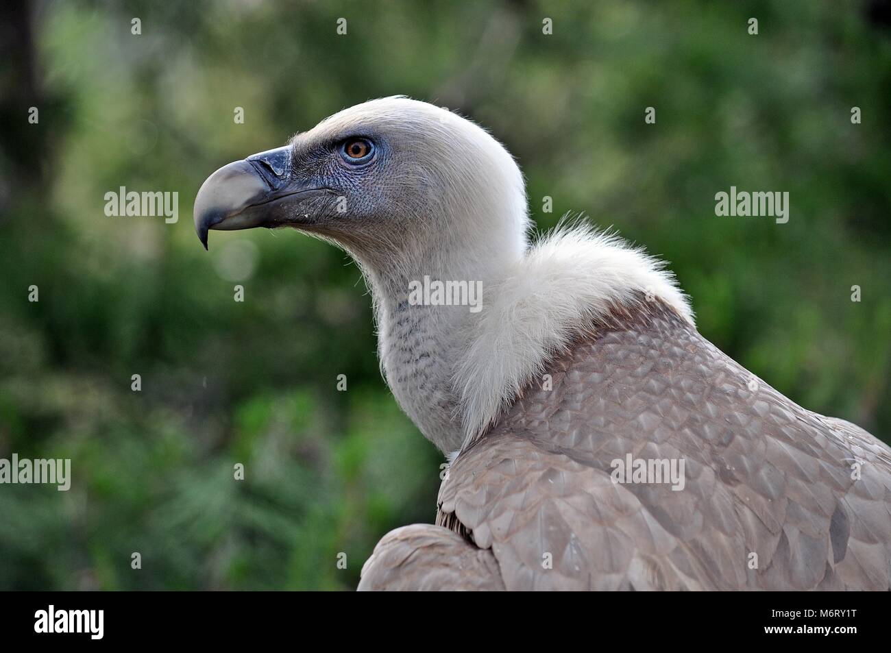 Portrait of Griffon Vulture on green background Stock Photo - Alamy