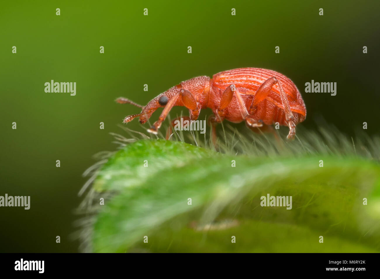 Seed Weevil (Apion sp.) sitting on plant leaf. Tipperary, Ireland Stock ...