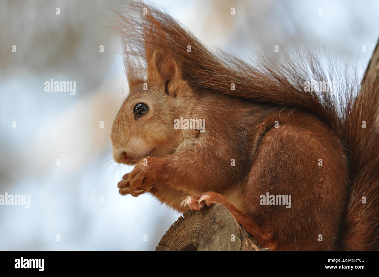 Squirrel eating a peanut on a branch tree Stock Photo - Alamy