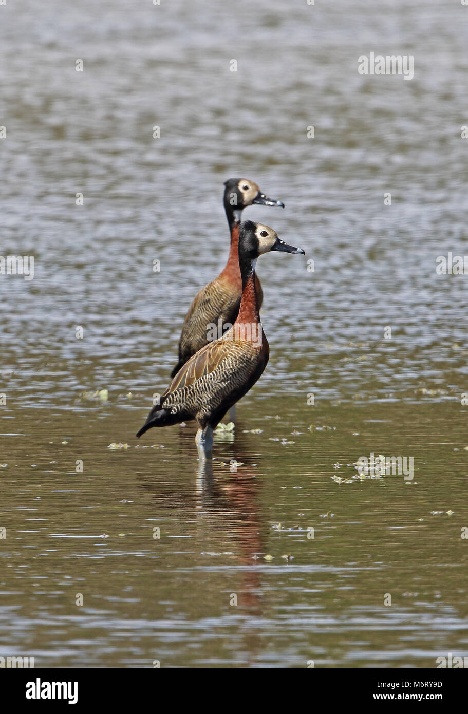 Madagascar duck hi-res stock photography and images - Alamy