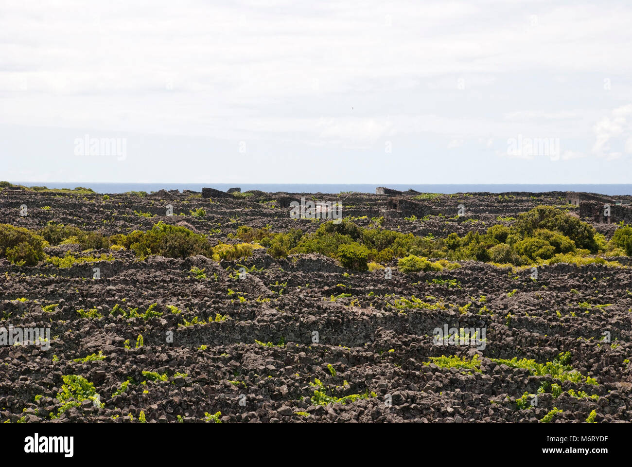 Vineyards surrounded with stone walls at Pico island, Azores are part ...