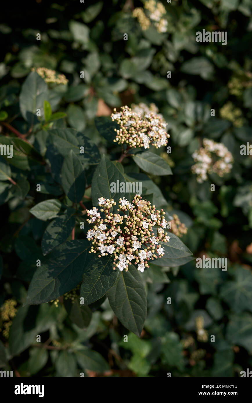Viburnum tinus bush hi-res stock photography and images - Alamy