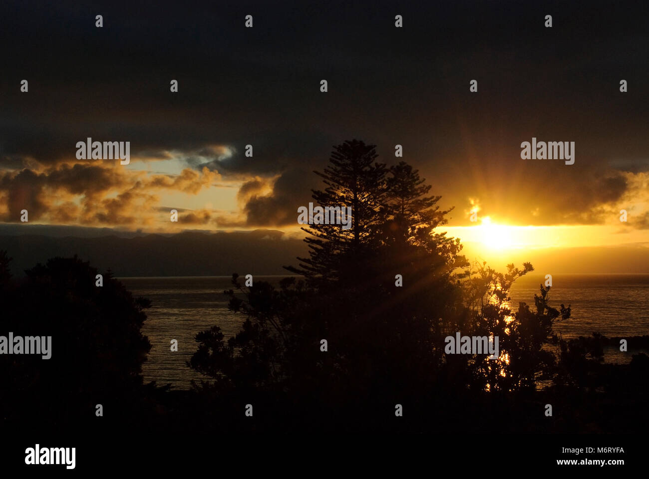Morning sunrise over Atlantic ocean with tree silhouette, Azores Stock ...