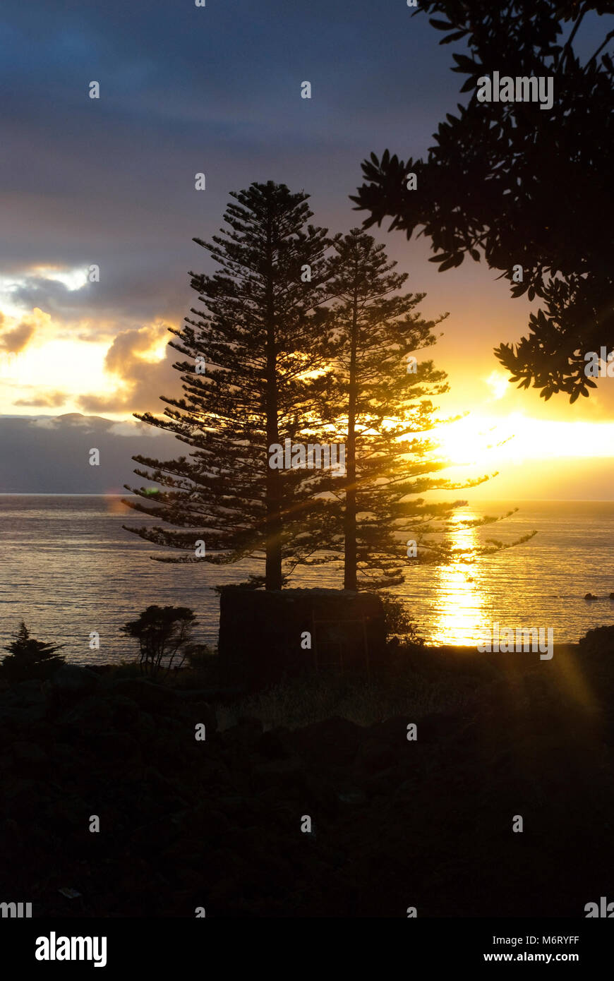 Morning sunrise over Atlantic ocean with tree silhouette, Azores Stock ...