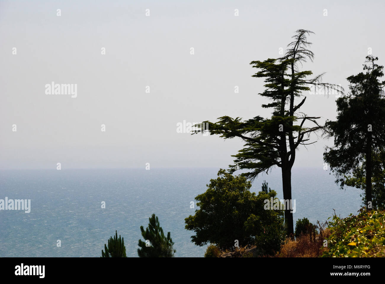 Trees on the cliff above the ocean Stock Photo - Alamy