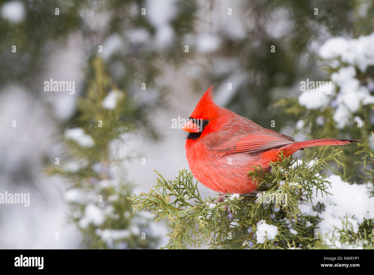 Juniper seed bird hi-res stock photography and images - Alamy