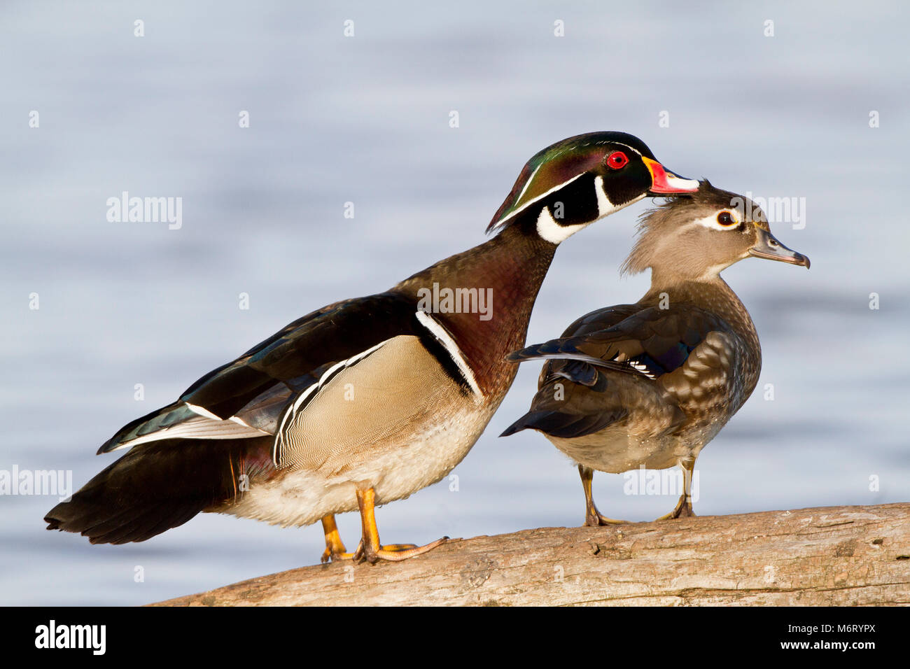 Preening log hi-res stock photography and images - Alamy